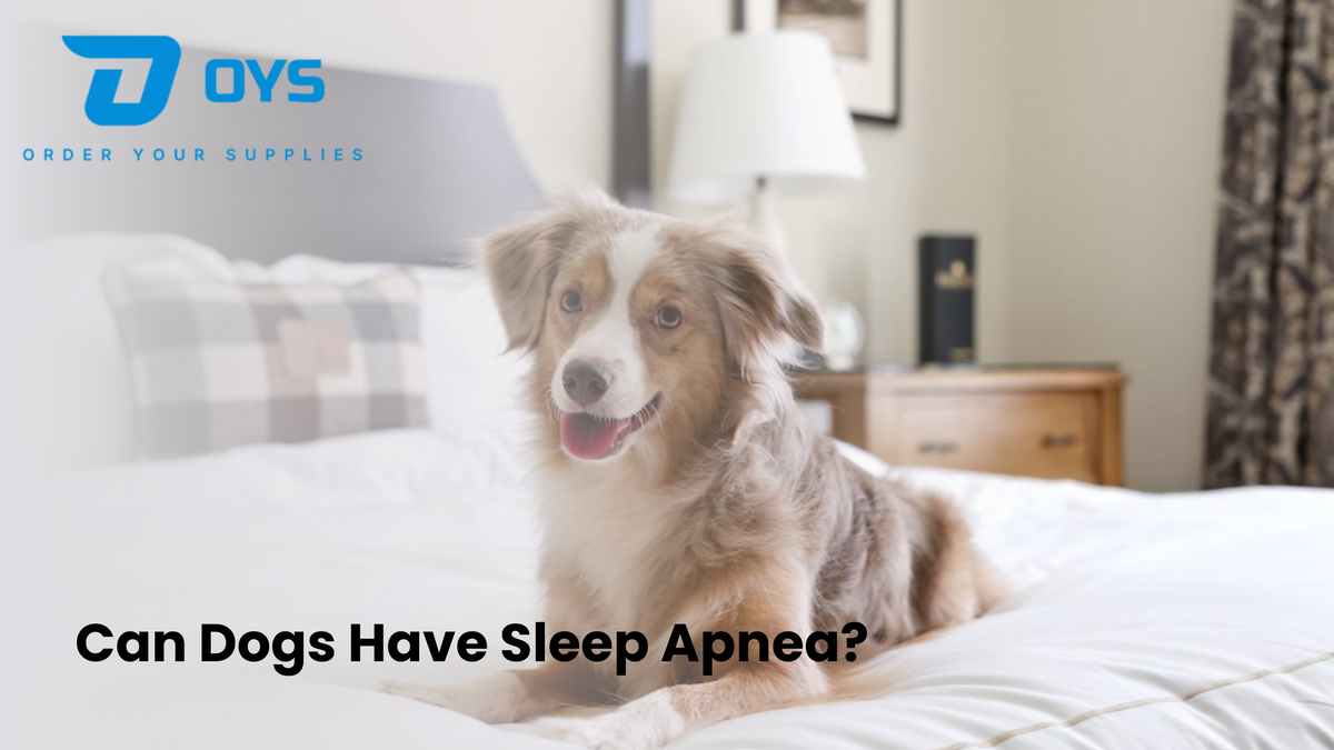 Sleep Apnea in Dogs: Signs, Treatment, and Expert Insights – Order Your ...